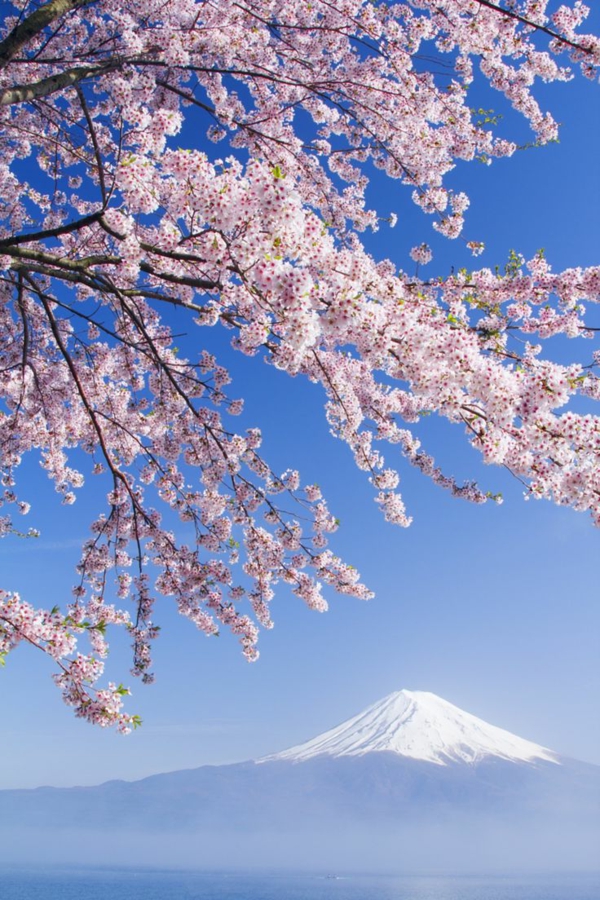 Fond D Ecran Cerisier Japonais
