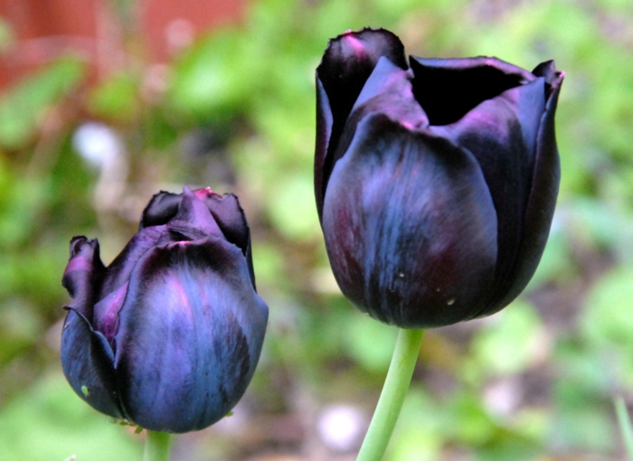 La tulipe noire - 40 belles images - Archzine.fr