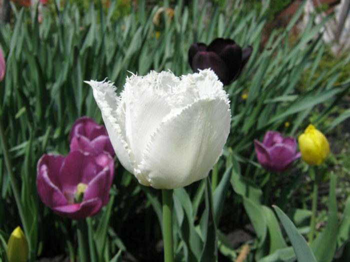 La tulipe noire – 40 belles images