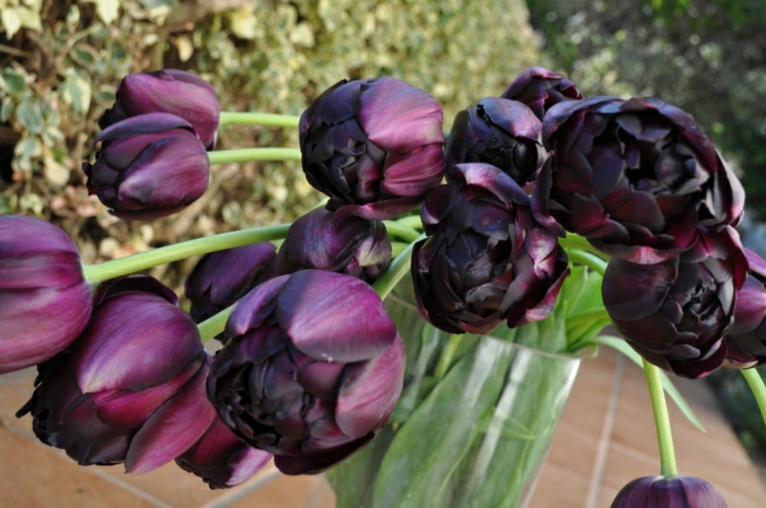 Le Mystère des Tulipes Noires : Mon Guide pour les Cultiver (et les ...