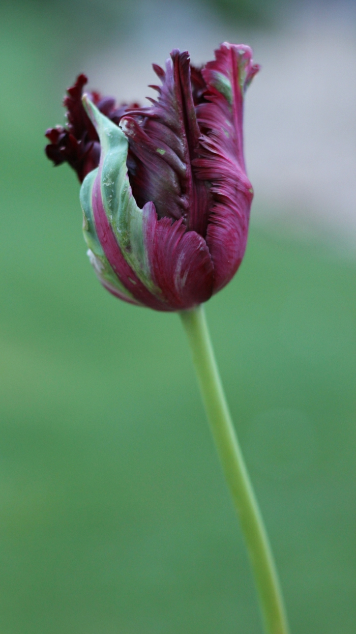Le Mystère des Tulipes Noires : Mon Guide pour les Cultiver (et les ...