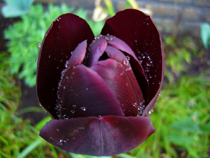 Le Mystère des Tulipes Noires : Mon Guide pour les Cultiver (et les ...