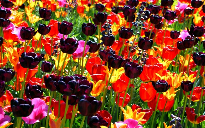 Le Mystère des Tulipes Noires : Mon Guide pour les Cultiver (et les ...
