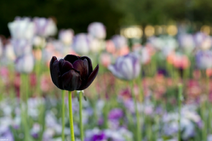Le Mystère des Tulipes Noires : Mon Guide pour les Cultiver (et les ...