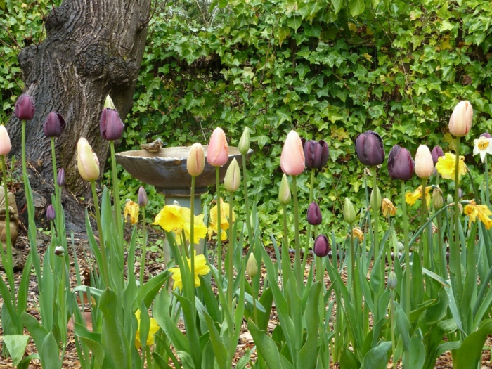 Le Mystère des Tulipes Noires : Mon Guide pour les Cultiver (et les ...
