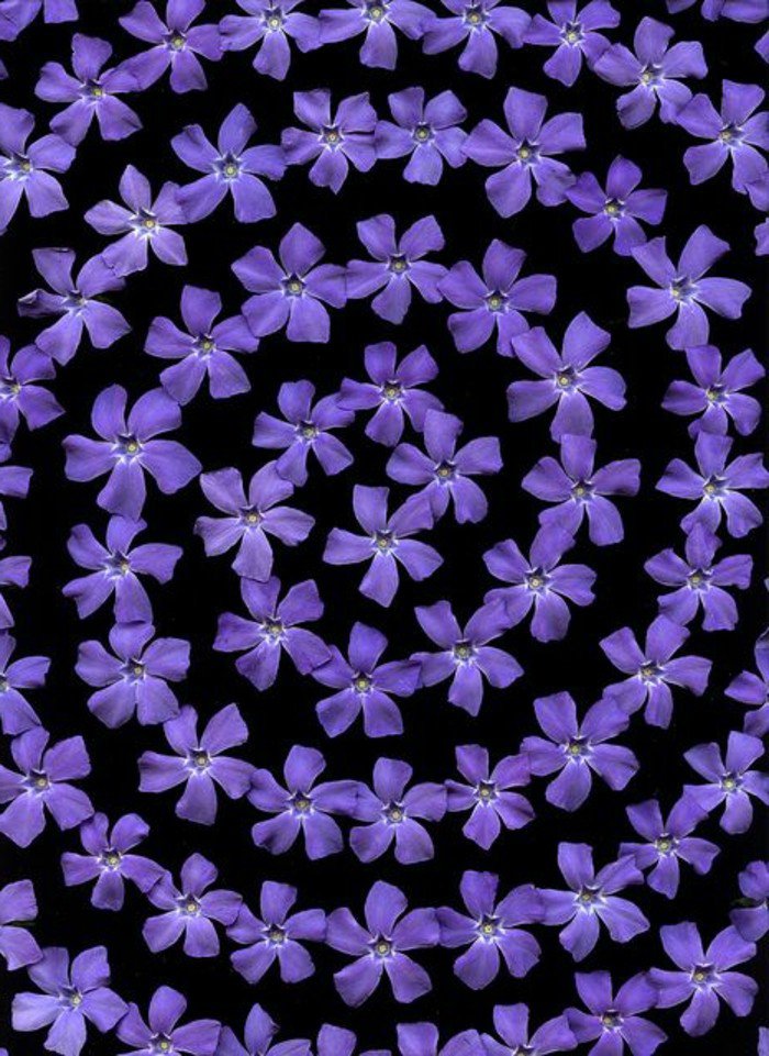 Les plus belles fleurs violettes en beaucoup d'images charmantes ...