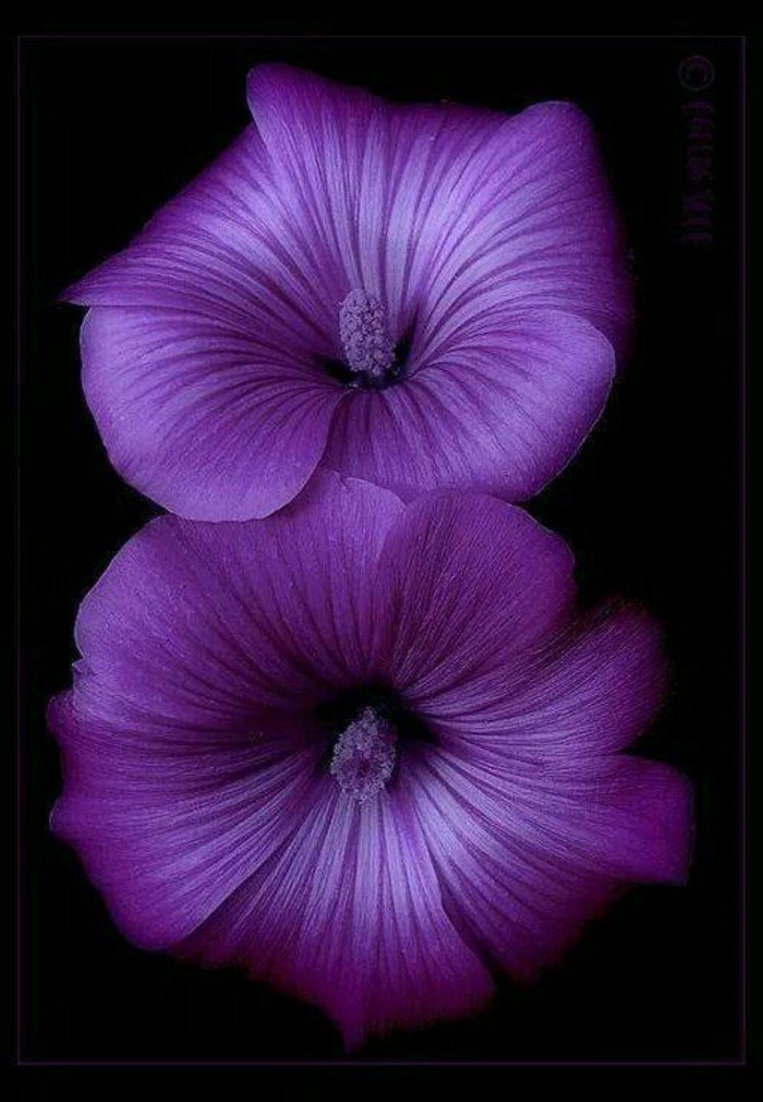 Les plus belles fleurs violettes en beaucoup d’images charmantes!