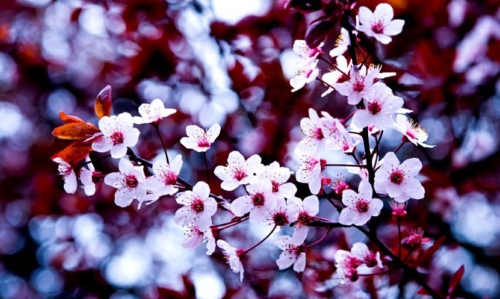 Fonds d’écran printemps qui vont inspirer votre journée!