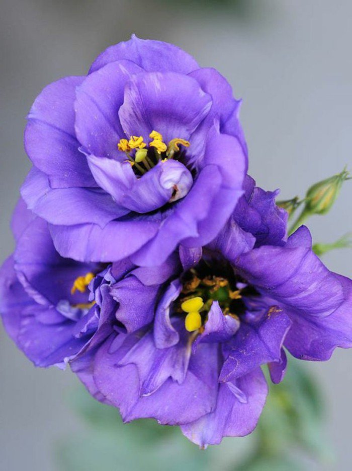 Les plus belles fleurs violettes en beaucoup d'images charmantes ...