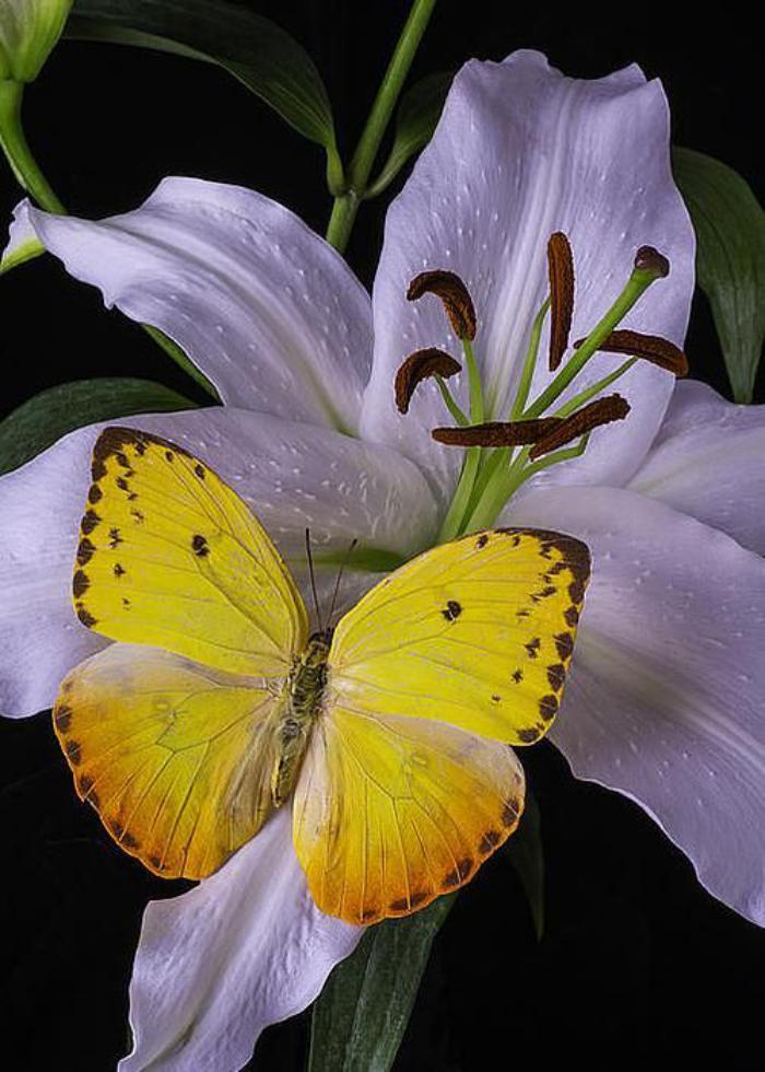 Observer les Papillons : Le Guide Terrain pour Vraiment Tout Comprendre