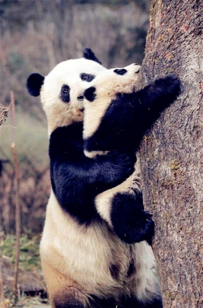 Le bébé panda - pouvez-vous choisir le plus mignon? - Archzine.fr