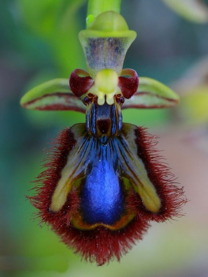 L'orchidée rare la plus bizarre ou quand les orchidées imitent la vie