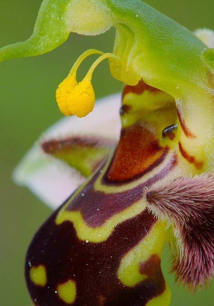 L'orchidée rare la plus bizarre ou quand les orchidées imitent la vie