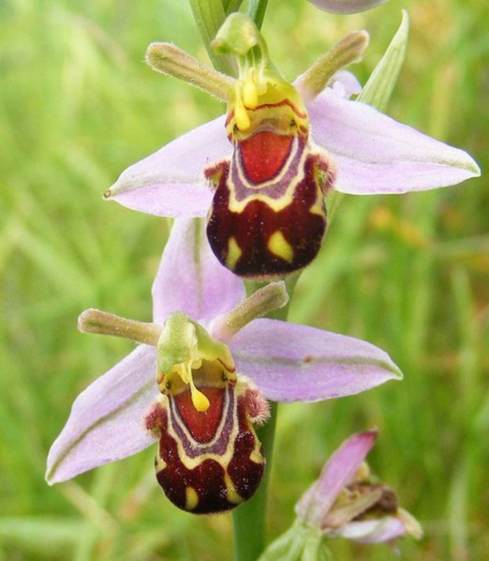 L'orchidée rare la plus bizarre ou quand les orchidées imitent la vie