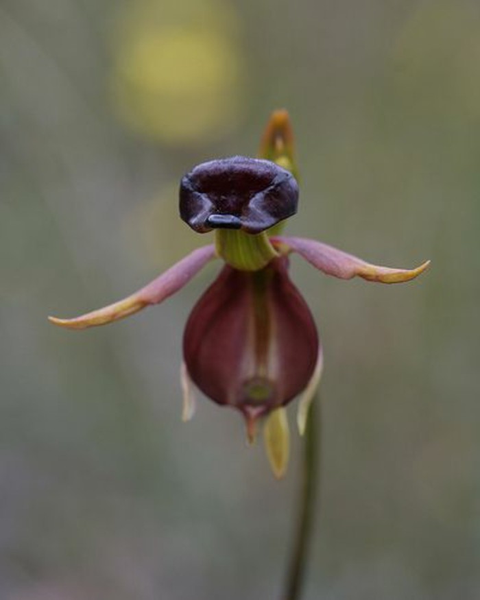 L'orchidée rare la plus bizarre ou quand les orchidées imitent la vie