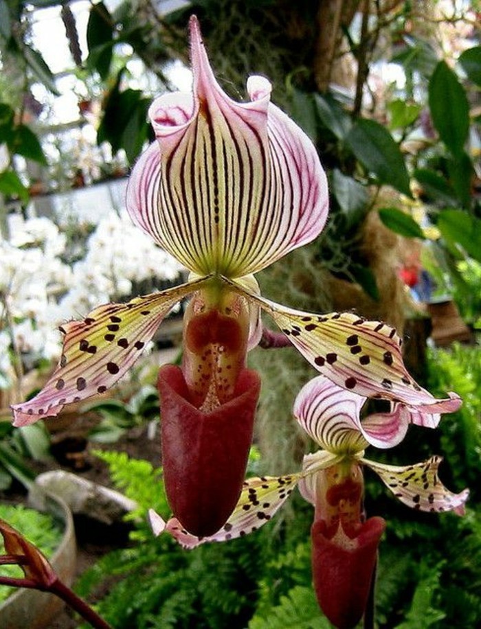 L'orchidée rare la plus bizarre ou quand les orchidées imitent la vie