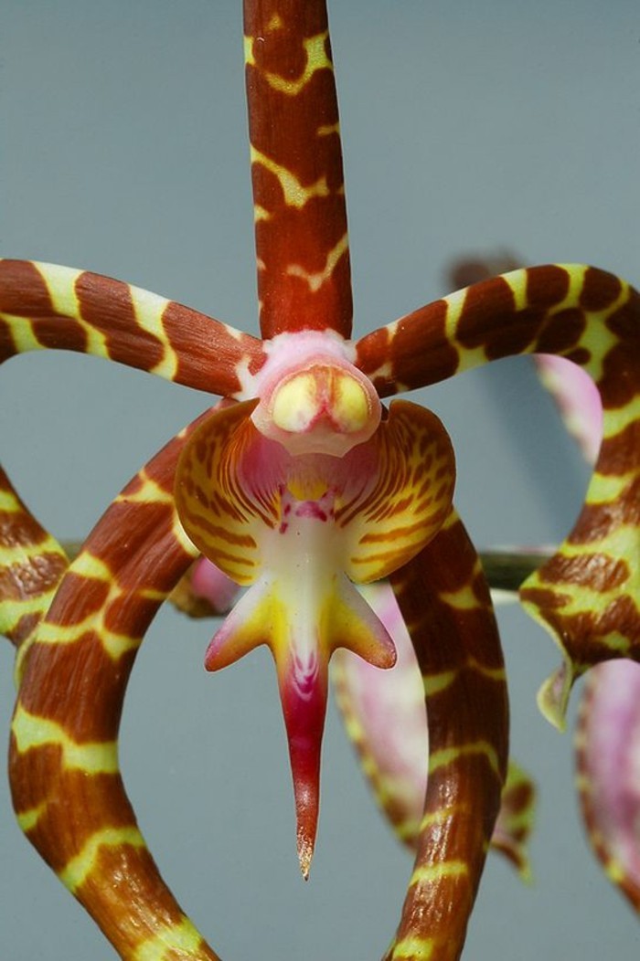 L'orchidée rare la plus bizarre ou quand les orchidées imitent la vie