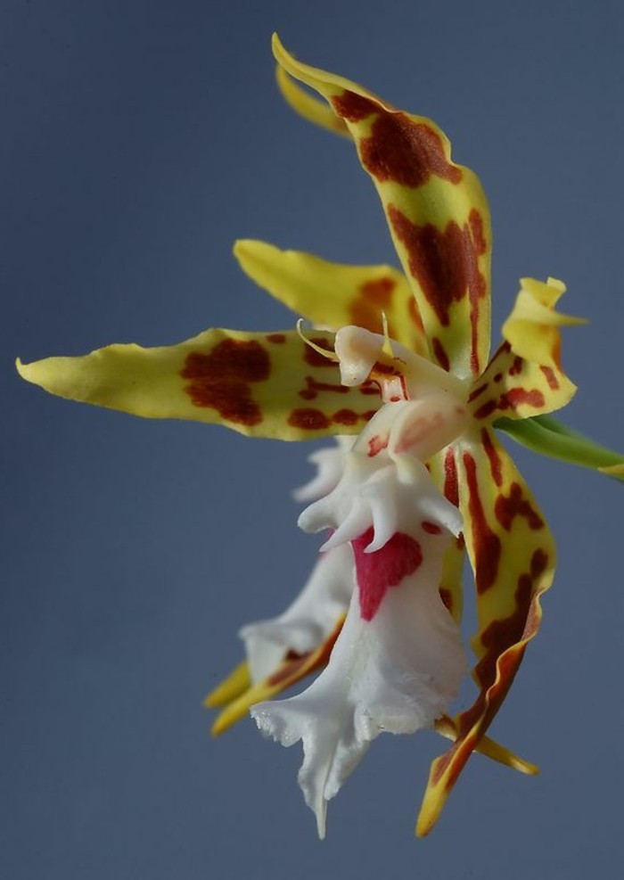 L'orchidée rare la plus bizarre ou quand les orchidées imitent la vie