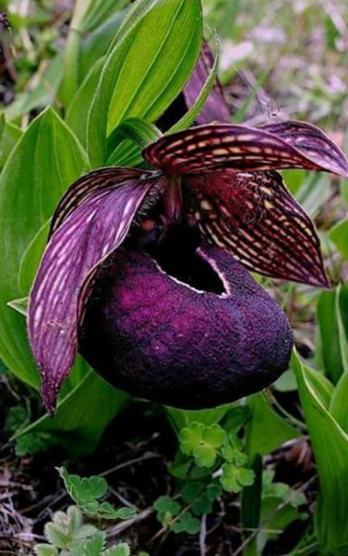 L'orchidée rare la plus bizarre ou quand les orchidées imitent la vie