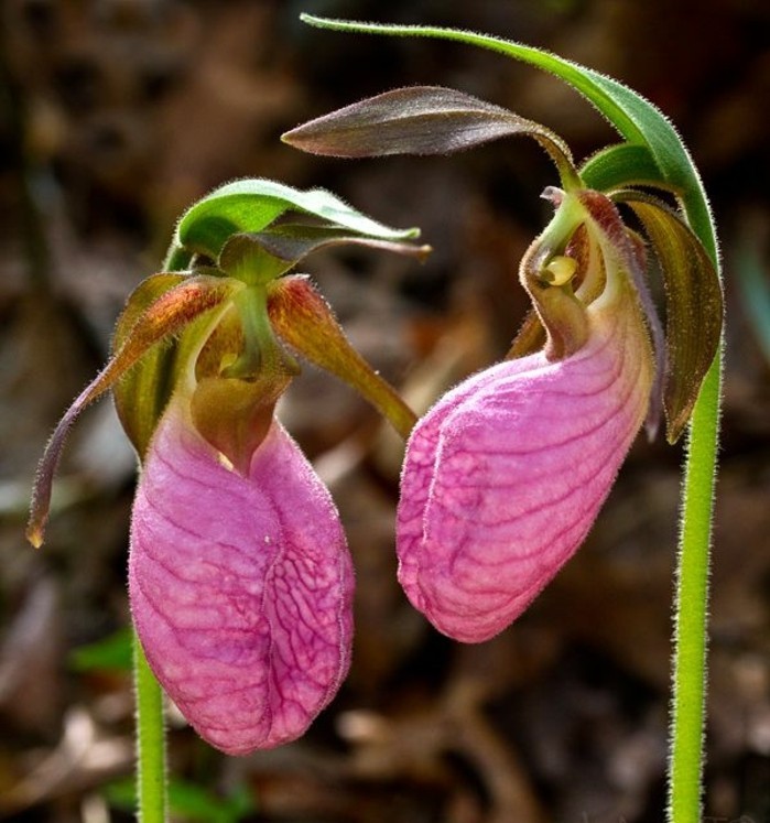 L'orchidée rare la plus bizarre ou quand les orchidées imitent la vie