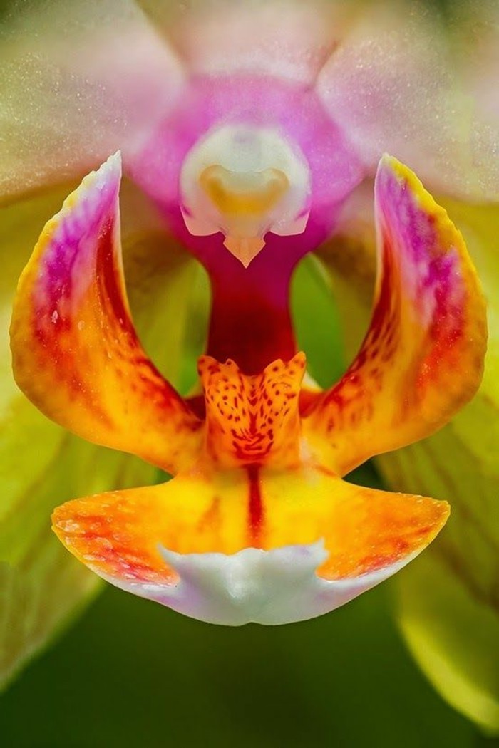 L'orchidée rare la plus bizarre ou quand les orchidées imitent la vie