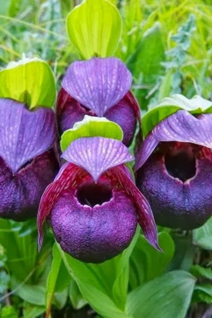 L'orchidée rare la plus bizarre ou quand les orchidées imitent la vie