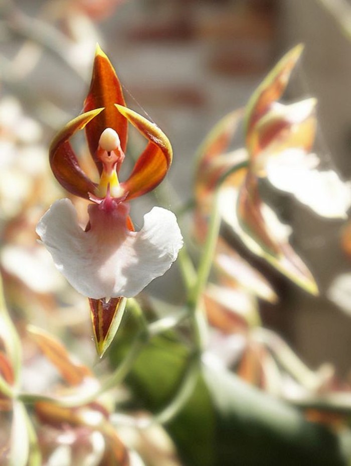 L'orchidée rare la plus bizarre ou quand les orchidées imitent la vie