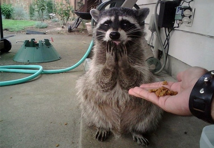 1001+ animaux mignons qui vont vous donner un grand sourire
