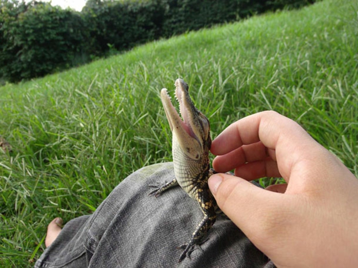 1001+ animaux mignons qui vont vous donner un grand sourire