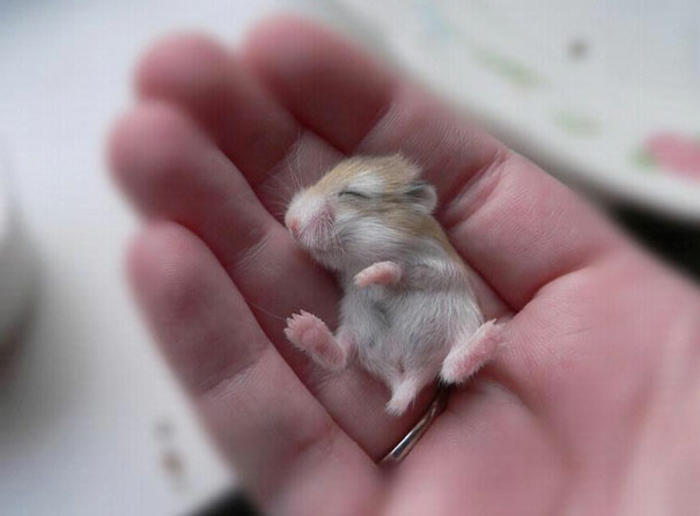 1001+ animaux mignons qui vont vous donner un grand sourire