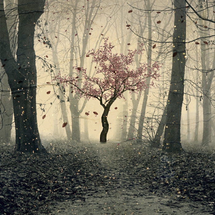 Comment dessiner un arbre – conseils et images à vous aider réaliser un ...