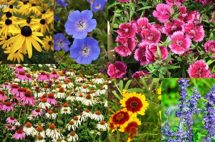 Réussir son Massif de Fleurs (Même en Partant de Zéro)