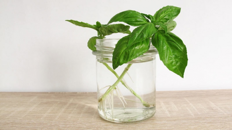 Basilic en pot – nos conseils et astuces comment le cultiver