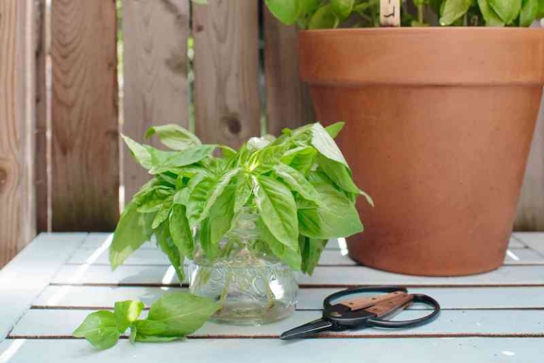 Basilic en pot – nos conseils et astuces comment le cultiver