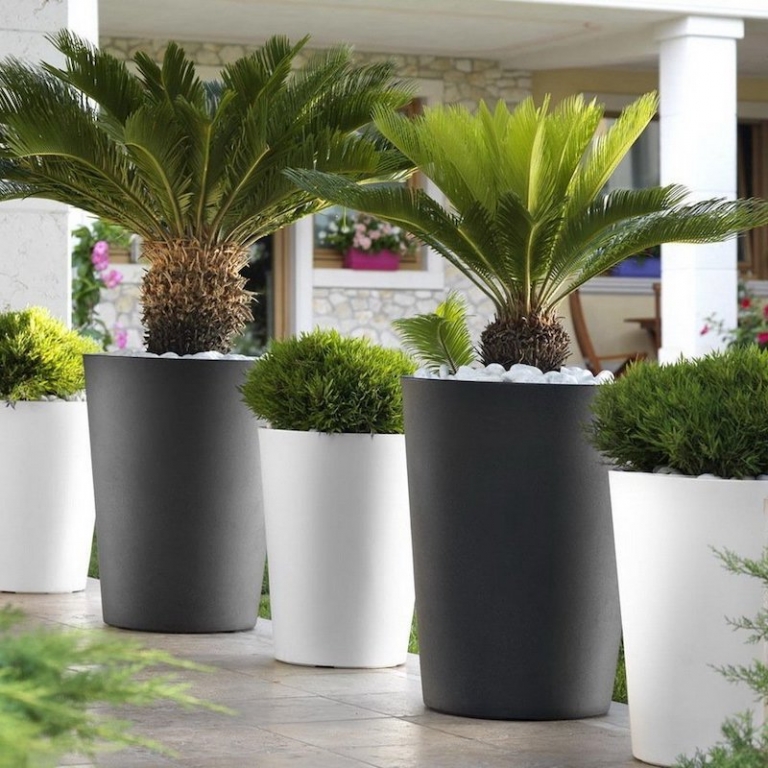 Plante En Pot Exterieur Increvable