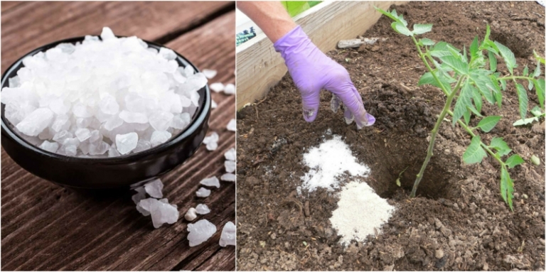 Que faire du sel d'Epsom au jardin - astuces de grand-mère