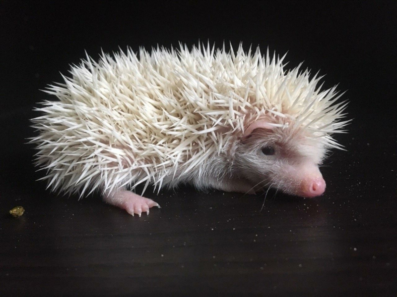 Hérisson au Jardin : Le Guide Complet Pour Vraiment l’Aider (Sans Faire ...