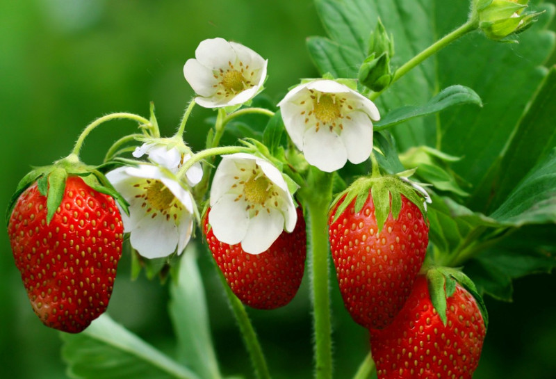 Cultiver ses Fraises : Le Guide pour une Récolte de Rêve (Même sur un ...