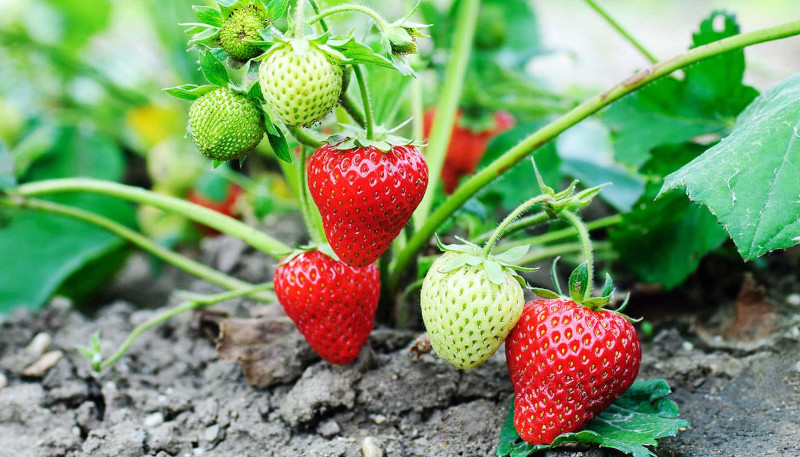 Cultiver ses Fraises : Le Guide pour une Récolte de Rêve (Même sur un ...