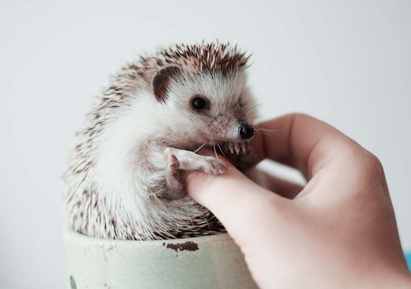 Hérisson au Jardin : Le Guide Complet Pour Vraiment l’Aider (Sans Faire ...