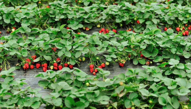 Planter des fraisiers – astuces et conseils pour avoir ses propres ...