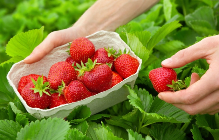 Planter des fraisiers – astuces et conseils pour avoir ses propres ...