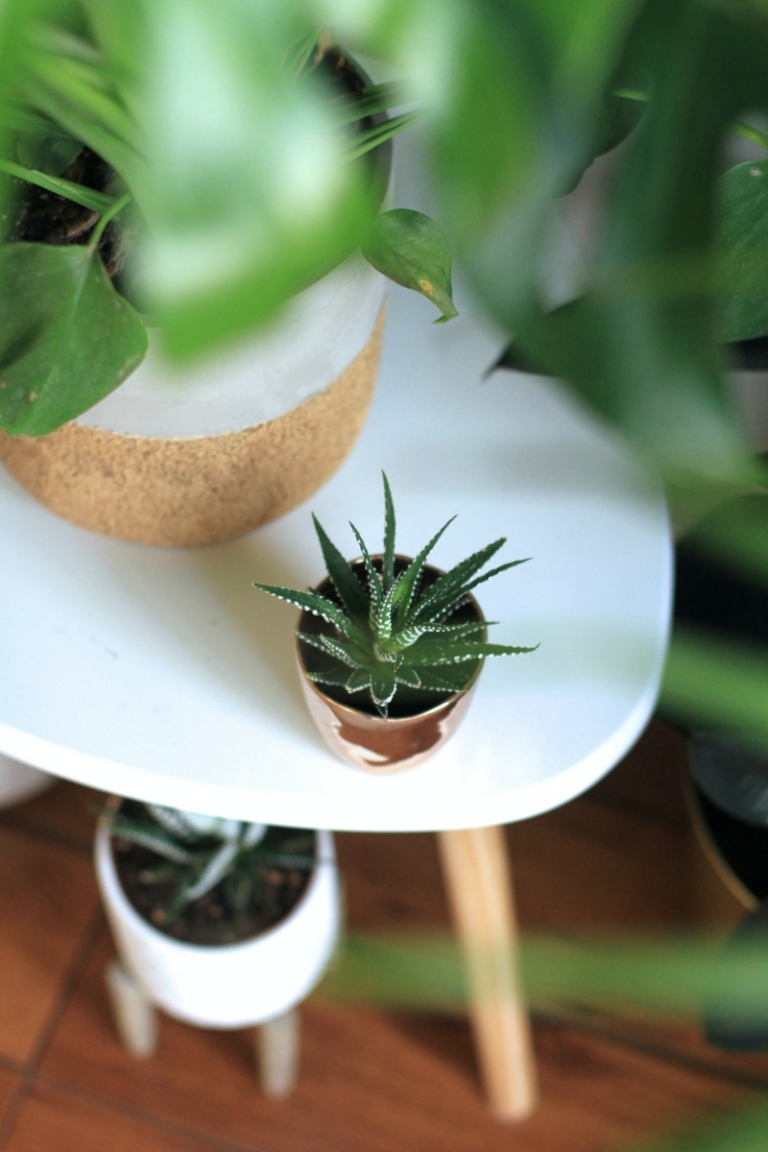Les plantes d’intérieur faciles à entretenir – découvrez les increvables