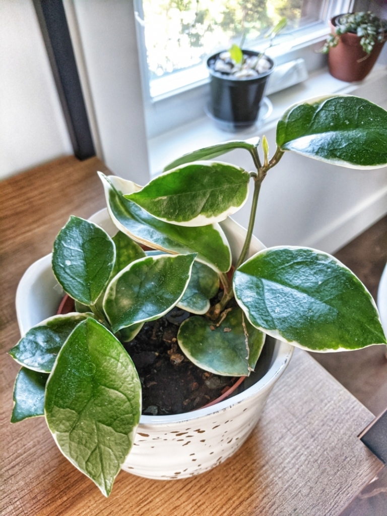 Les plantes d’intérieur faciles à entretenir – découvrez les increvables