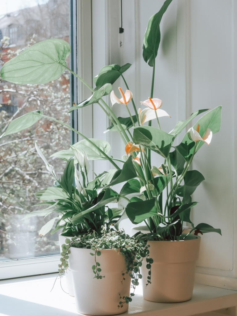 Les plantes d’intérieur faciles à entretenir – découvrez les increvables