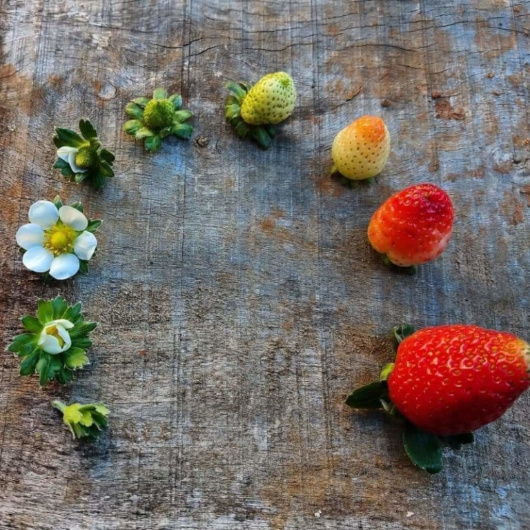 Planter des fraisiers – astuces et conseils pour avoir ses propres ...