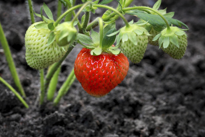 Cultiver ses Fraises : Le Guide pour une Récolte de Rêve (Même sur un ...