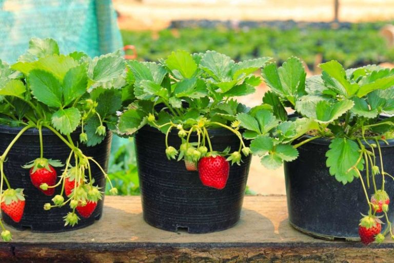 Planter des fraisiers – astuces et conseils pour avoir ses propres ...