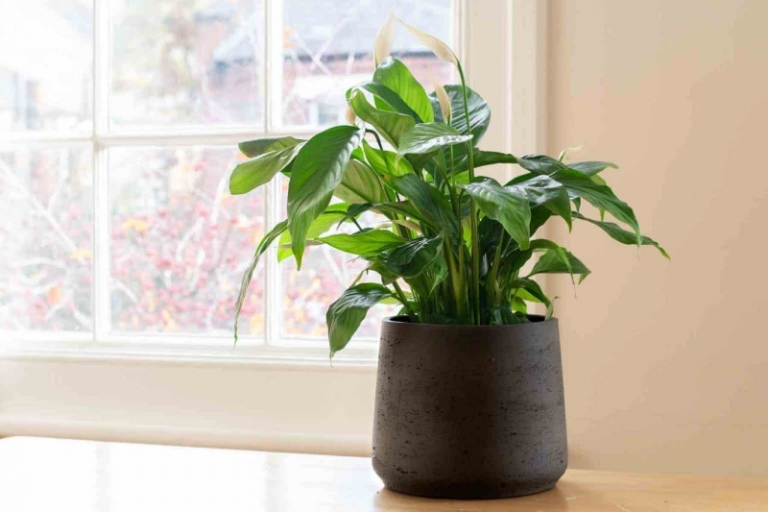 Plante qui absorbe l’humidité – le moyen le plus naturel de se ...