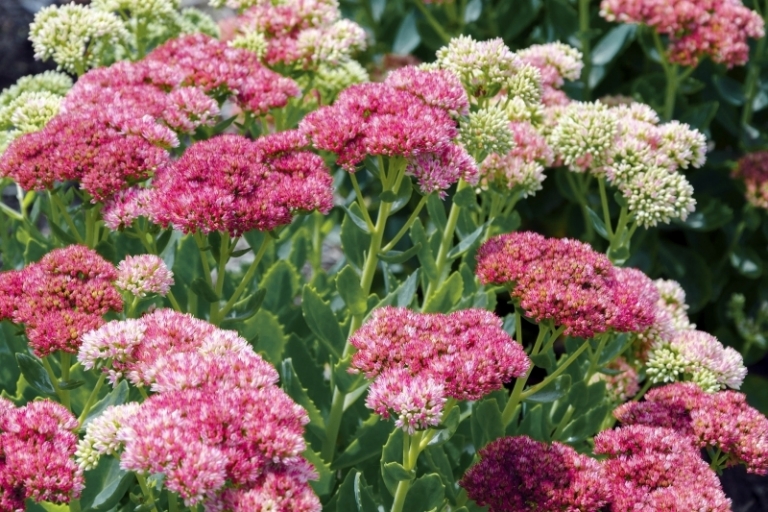 9 idées de plantes grasses extérieur qui ne gèlent pas et astuces d ...